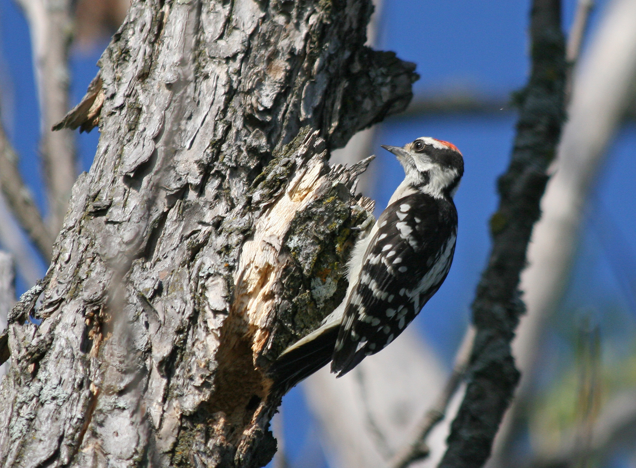 Downy Woodpecker, Picoides pubescens